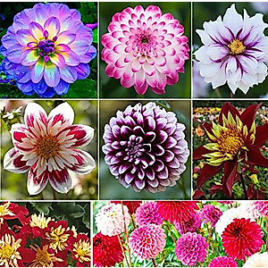 S-pone 100+ Rare Mix Dahlia Pompon Flower Seeds Variabilis Beautiful Annual Outdoor