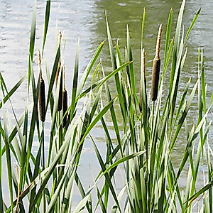 Cattail Seeds Typha Latifolia Perennial Fast-Growing Ornamental Landscape Decorate Ponds Bog Garden Outdoor 50Pcs Herb Seeds by YEGAOL Garden