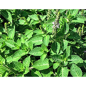 100+ Indian Rama Tulsi Holy Sacred Basil Seeds Green Leaf Heirloom Non-GMO Tulasi Herb Grows Big Fragrant Grown in USA