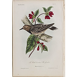 The black breasted Woodpecker