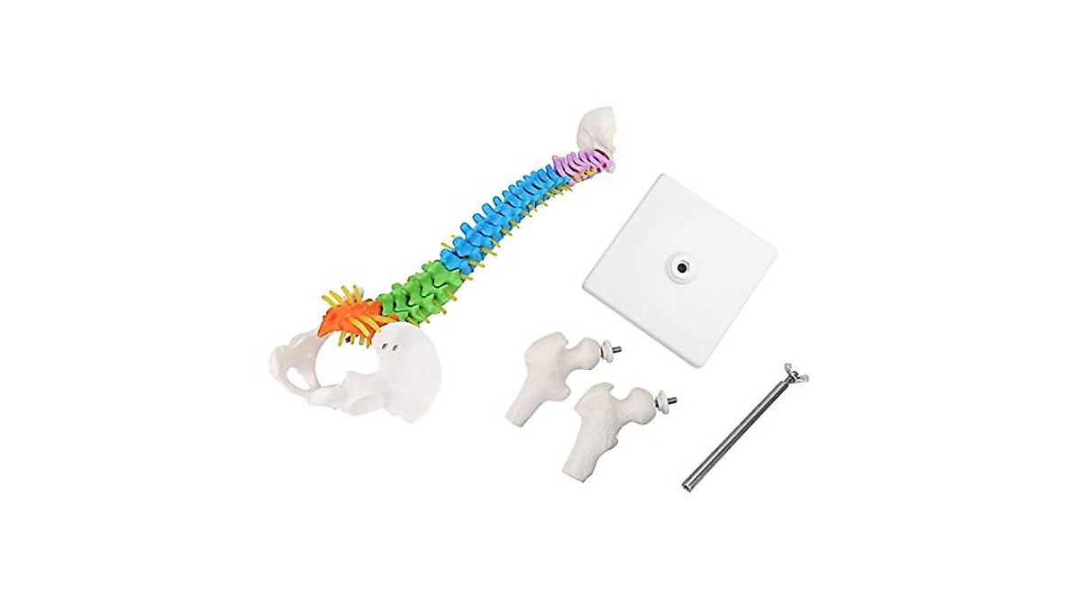 Human Spine Model - Detailed Anatomical Skeleton for Education and ...