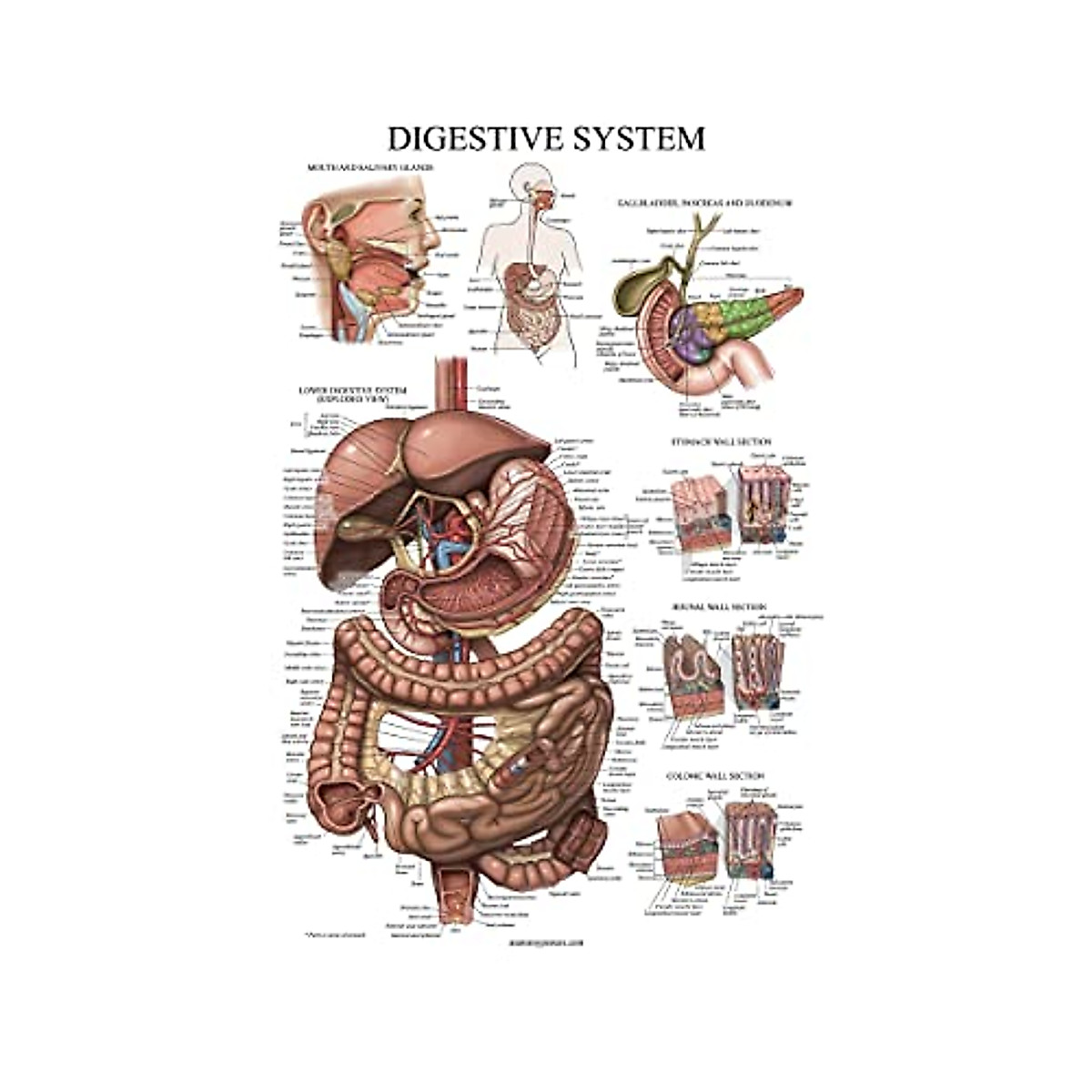 Palace Learning Laminated Digestive System Anatomical Chart - Gastrointestinal Anatomy Poster 18" x 24"