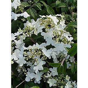 Viburnum p. t. 'Summer Snowflake' (Doublefile Viburnum) Shrub, white flowers, #2 - Size Container