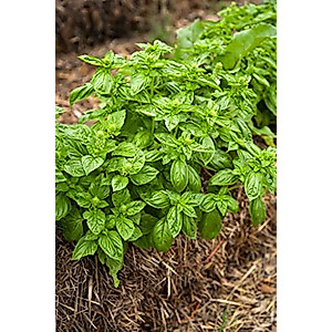 BaleBuster4 Four Bale Conditioning Formula for Preparation of a Straw Bale Garden for Planting a Vegetable Garden