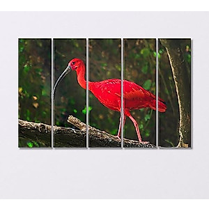 Exotic Bird Scarlet Ibis Canvas Print 1 Panel / 36x24 inches