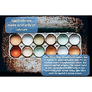 Pacific Oyster Shells - Crushed Oyster Shell Calcium Supplement for Egg-Laying Poultry (Chickens & Ducks) 5lb
