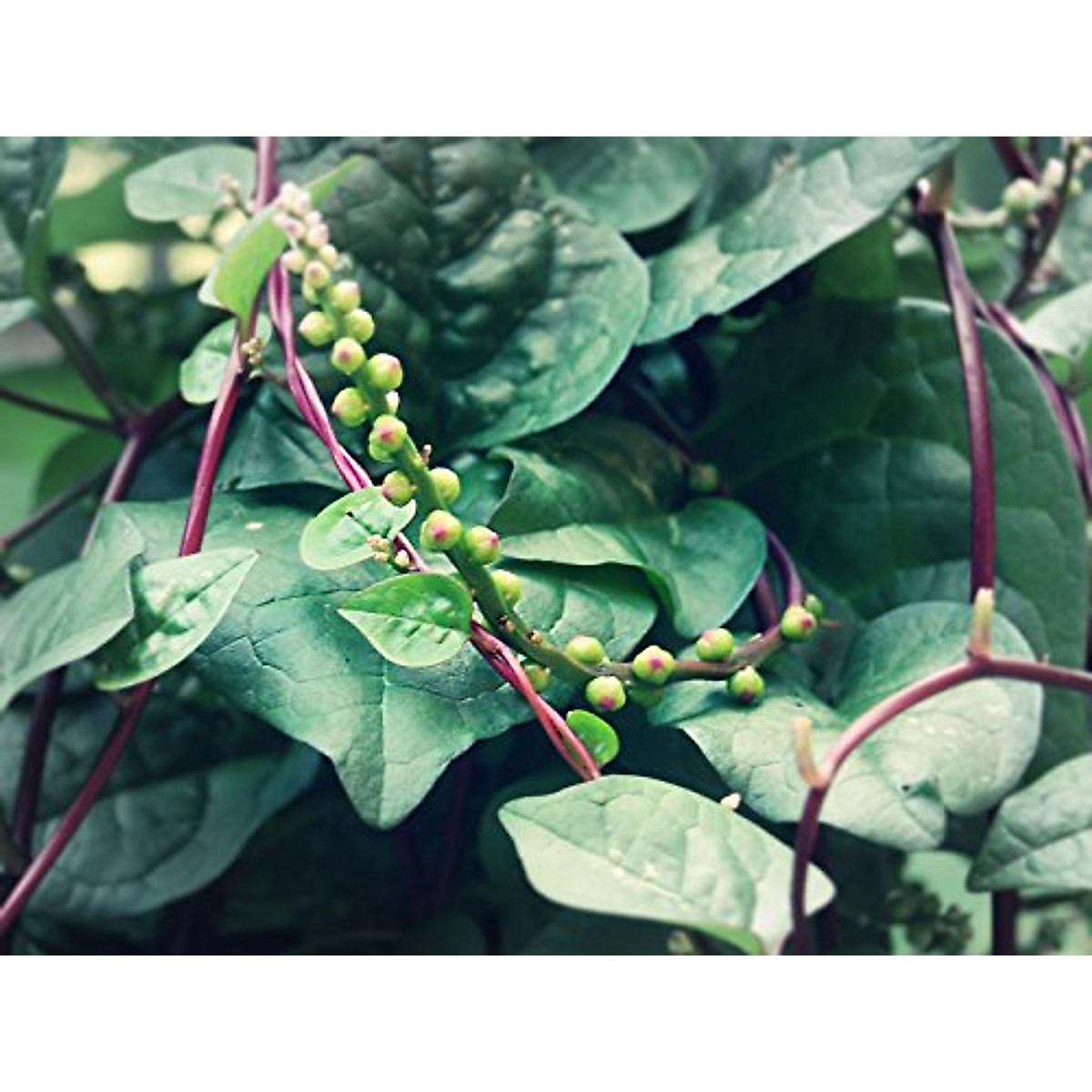 Gaea's Blessing Seeds - Red Malabar Spinach Seeds - Non-GMO Seeds with Easy to Follow Planting Instructions - Heirloom Red Stemmed Malabar - 93% Germination Rate