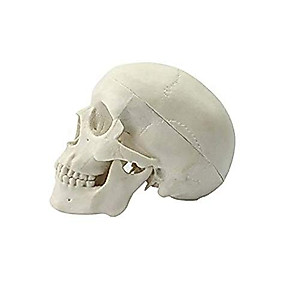 Global-Dental Human Mini Size Anatomical Head Bone Skull Bone Model Educational Model Teaching Model