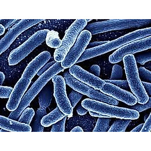 BaleBuster Straw Bale Gardening Twenty Bale Preparation kit Traditional Refined NPK Formulation 24 lbs (not Organic)