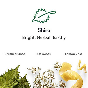 Harry's Extra-Strength Antiperspirant - Odor & Enhanced Sweat Control Antiperspirant for Men - Shiso (6 Count)