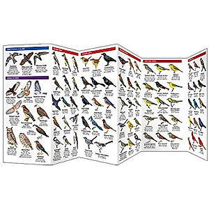 Missouri Birds: A Folding Pocket Guide to Familiar Species (Nature Observation North America)