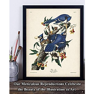 Blue Jays - 11x14 Unframed Art Print - Great Home Decor and a Great Gift for Bird Watchers Under $15