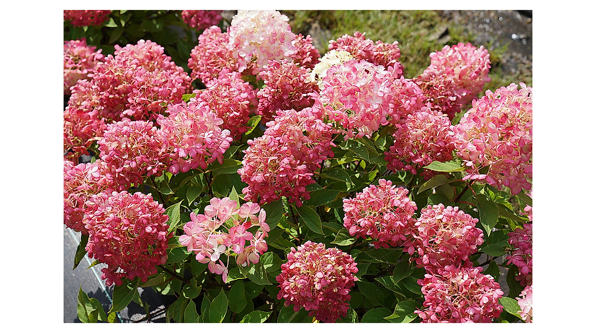 Fire Light Tidbit Panicle Hydrangea Live Plant - Small & Colorful