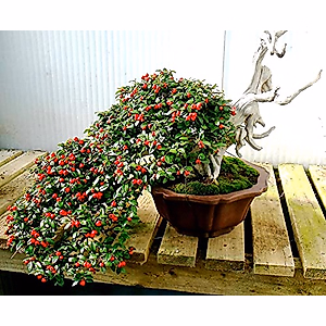 Horizontal Rockspray Cotoneaster Horizontalis Shrub 15 Seeds for Planting Non-GMO