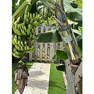 IggyWrap Iguana Tree Wrap for Iguana Prevention 57"