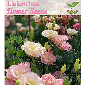 50 Double Flowed Lisianthus Seeds (Eustoma grandiflorum)- Cut Flower Seeds Lisianthus Seeds