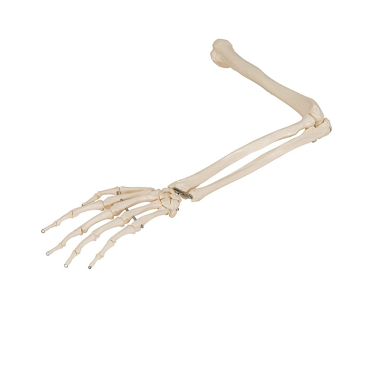 3B Scientific A45 Arm Skeleton - 3B Smart Anatomy