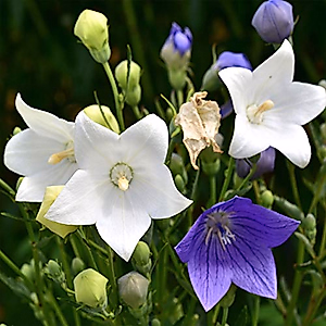Outsidepride Balloon Flower White Platycodon Grandiflorus Garden Plant Seed - 1000 Seeds