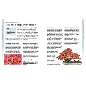 The Bonsai Beginner's Bible