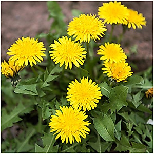 Seed Needs, 10,000+ Common Dandelion Herb Seeds for Planting (Taraxacum officinale) - Non-GMO - Bulk