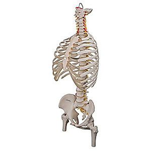 3B Scientific A56/2 Classic Flexible Spine w/ Ribs and Femur Heads - 3B Smart Anatomy