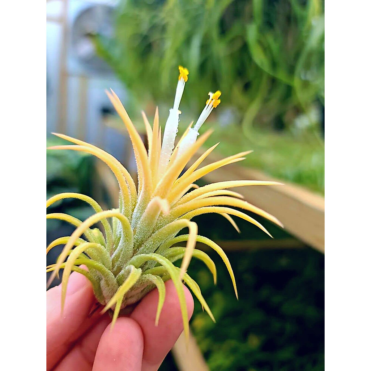 Live Air Plants - Ionantha Druid - 2 to 3 Inch Air Plant - Color & Form Varies by Season - 30 Day Guarantee on Tillandsia from The Drunken Gnome (One Size 2-3") (1)