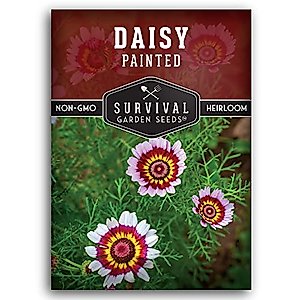Survival Garden Seeds - Painted Daisy Seed for Planting - Packet with Instructions to Plant and Grow Colorful Perennial Wildflowers in Your Home Flower Garden - Non-GMO Heirloom Variety