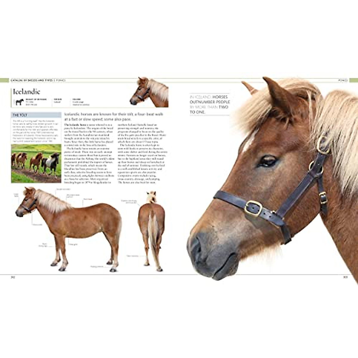 The Horse Encyclopedia (DK Pet Encyclopedias)