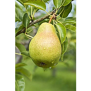 Pear Tree Seeds -8 Large Seeds - Grow Fruit Bearing Bonsai - Made in USA. Ships from Iowa