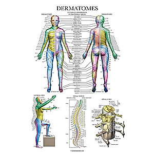 Palace Learning 2 Pack - Muscular System Anatomy Poster + Dermatomes Anatomical Chart