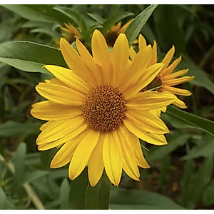 Maximilian Sunflower Seeds - Attracts Bees and Butterflies - Perennial Sunflower Native to North America, Approximtely 600 Seeds