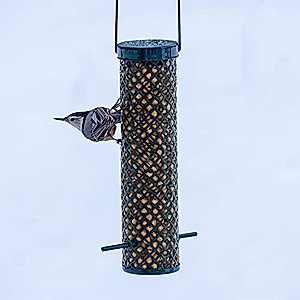 C&S Wild Bird Bluebird Suet Nuggets Mega Box, 8 Pounds