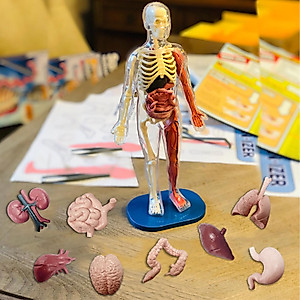 8 Pcs Human Body Model for Kids Human Organ Model Anatomy, 3D Anatomy Model Realistic Brain Heart Lung Liver Stomach Large Intestine Small Intestine Kidney Models for Halloween Party Prop