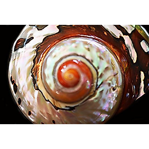 Large Polished Turbo Sarmaticus Shell (3" - 3 1/2") 1 1/2" Opening Beach Crafts Nautical Decor Large Hermit Crabs - Florida Shells and Gifts