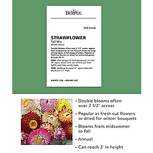 Burpee Tall Mixed Colors Strawflower Seeds 750 seeds