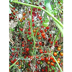 30+ Sweet Pea Currant Tomato Seeds, Heirloom Non-GMO, Extra Sweet and Heavy-Yielding, Low Acid, Indeterminate, Open-Pollinated, Long Season, Super Delicious, from USA