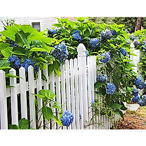 100+ Mixed Hydrangea Seeds for Planting Fast Growing Shrub Flowers Bush Plants Beautiful Smell Outdoor Garden Decor Home Perennial