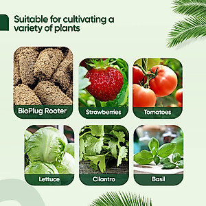 BioPlug Germination Rooter Cube 100 Pcs - Replacement Root Growth Sponges Kit Compatible with Aerogarden - Seed Starter Sponge Pods for Indoor Hydroponic Growing System