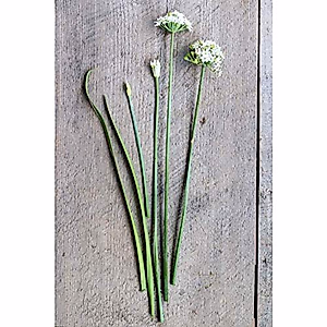 Gaea's Blessing Seeds - Garlic Chives Seeds (1.5g) Non-GMO High Yield Open-Pollinated Heirloom Chinese Leek 90% Germination Rate