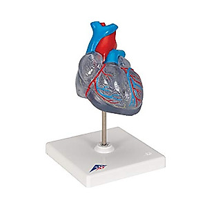 3B Scientific G08/3 Classic Heart w/ Conducting System 2-part - 3B Smart Anatomy