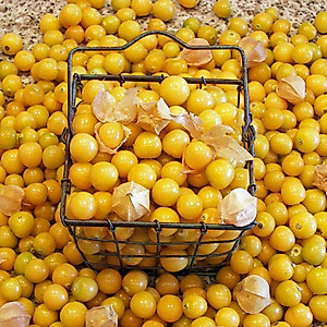 Ground Cherry Seeds - Aunt Molly's Organic USDA Certified Organic Vegetable Seed - Seeds for Ground Cherries - 250 Seeds