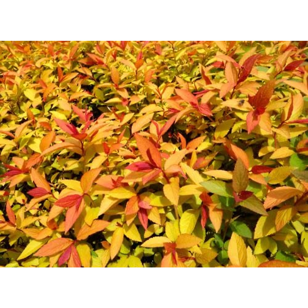 Gold Flame Spirea - 1 Gallon Trade Pot, 1'ft Tall, Established Potted Plant, Spiraea x bumalda, Established Healthy Roots, Fast Growing Tree