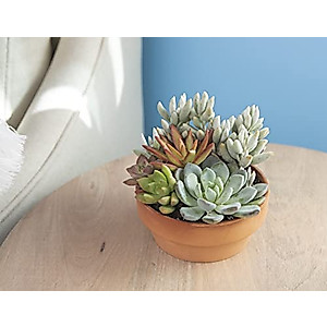 Live Succulents Assortment in Clay Pot, Garden Succulent Planter, Unique Gardening Gifts for Plant Lovers, Live Succulent Plants Live Plants, Live Succulents Plants Live Houseplants by Plants for Pets