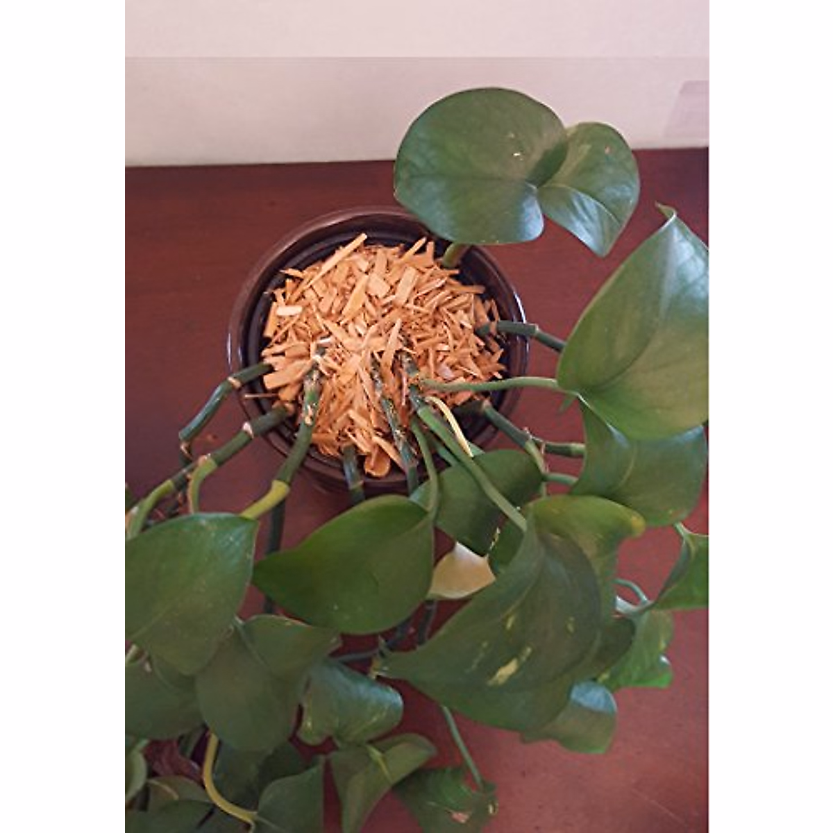 100% Natural Cedar Chips | Mulch | Great for Outdoors or Indoor Potted Plants | Dog Bedding | Pleasant Earthy Smell (4 Quart)