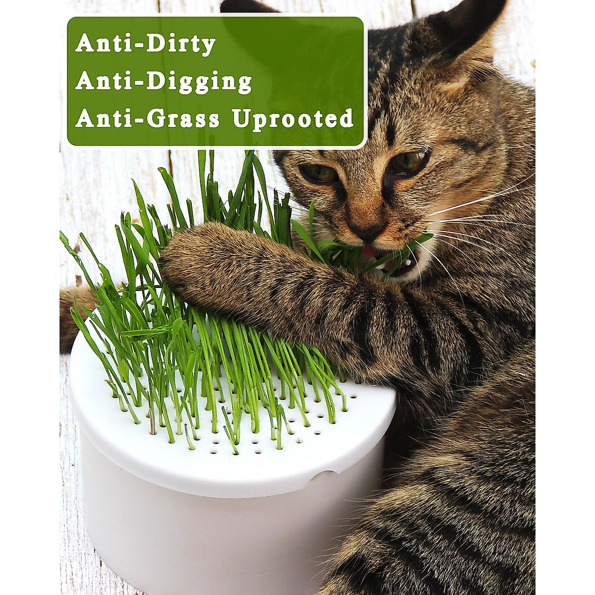 BENPIN 2Pcs Hydroponic Cat Grass Planter (no Seeds Included), Soil Free, No Dirt No Mess No Smell, Anti Digging Design, Easy to Plant Cat Grass Kit, Cat Grass for Indoor Cats Pets (Matte White)