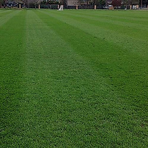 Annual RyeGrass Seed by Eretz - Willamette Valley, Oregon Grown. No fillers, No Weed or Other Crop Seeds (5lb)