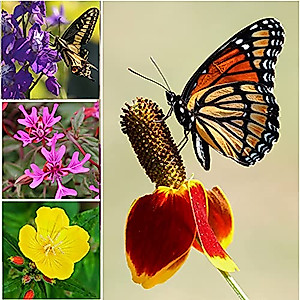 Perennial Wildflower Seeds Package with 31 Different Varieties 100,000+ Seeds, Hummingbird and Butterfly Garden Seeds, Popular Perennial Flower Seeds, Non-GMO Wildflower Seeds Mix for Your Garden