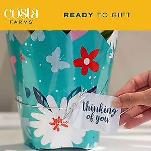 Costa Farms Peace Lily Live Plant, Indoor Houseplant with White Flowers, Room Air Purifier in Thinking of You Gift Wrap Planter, Potting Soil, Gift Idea for Mom, Dad, Family, Friends, 15-Inches Tall