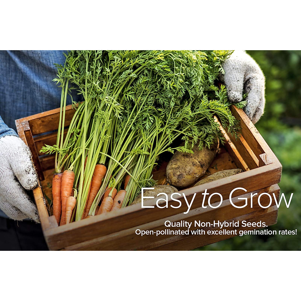 Gardeners Basics, Winter Fall Vegetable Seeds for Planting 8 Varieties Sugar Snap Pea, Carrot, Beet, Radish, Lettuce, Broccoli, Kale, Cabbage Seed Fall Vegetable Seeds Packs