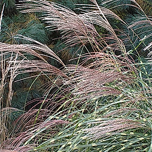 CHUXAY GARDEN Miscanthus Sinensis,Silver Maiden Grass 10 Seeds Hardy Spectacular Plumes Ornamental Grass Home Landscape Easy Grow